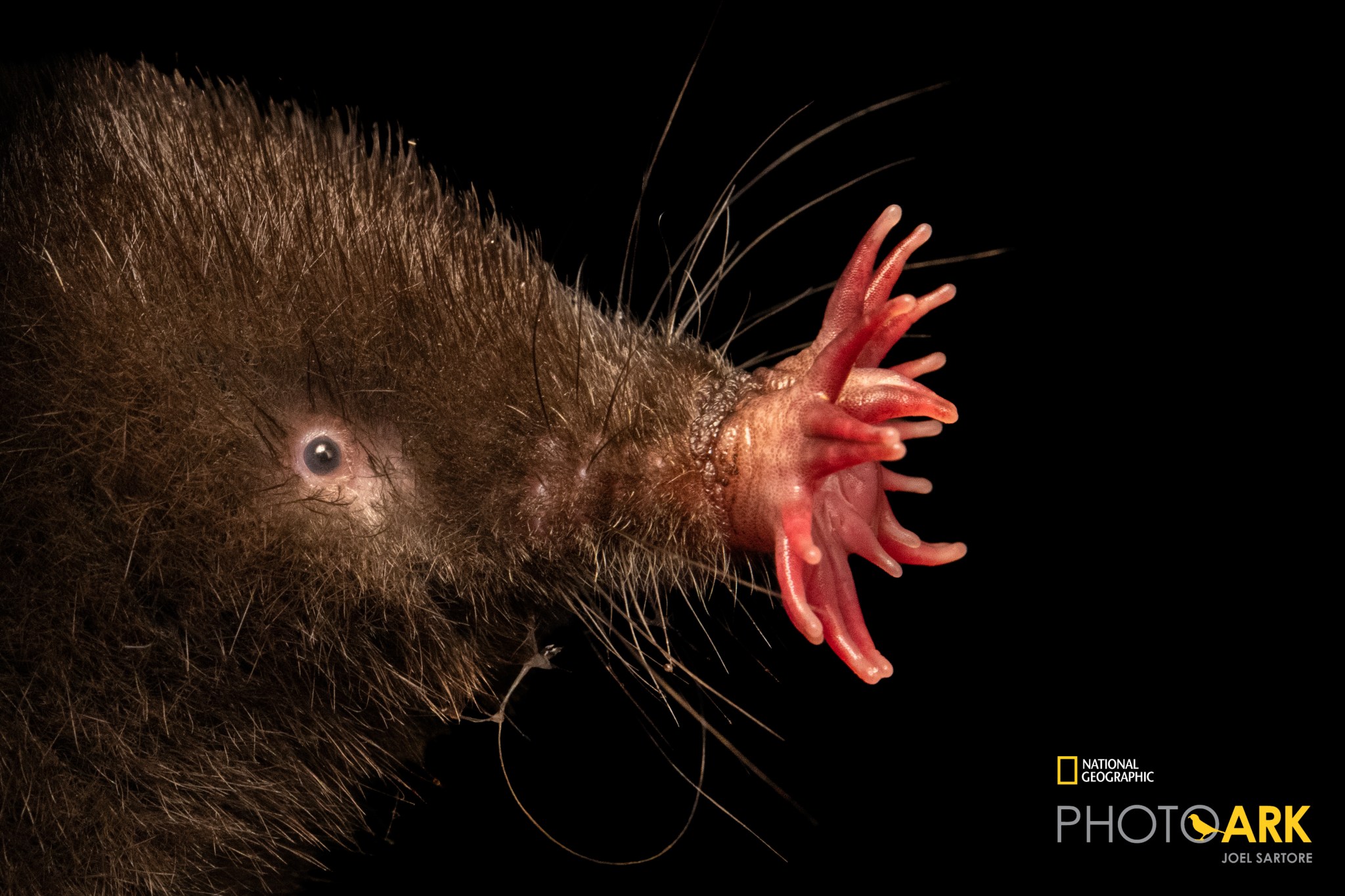 Star-nosed moles have chilly stars | Tattersall Lab (TEMP)