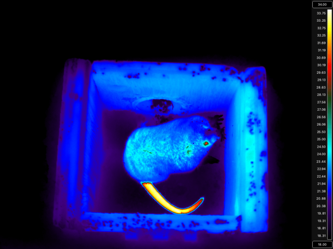 Star-nosed moles have chilly stars | Tattersall Lab (TEMP)