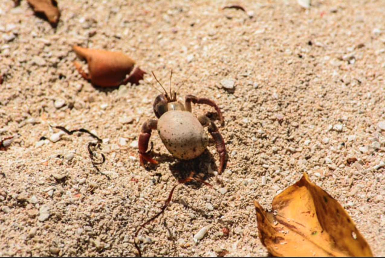 Hermit crabs going boldly into the sun | Tattersall Lab (TEMP)