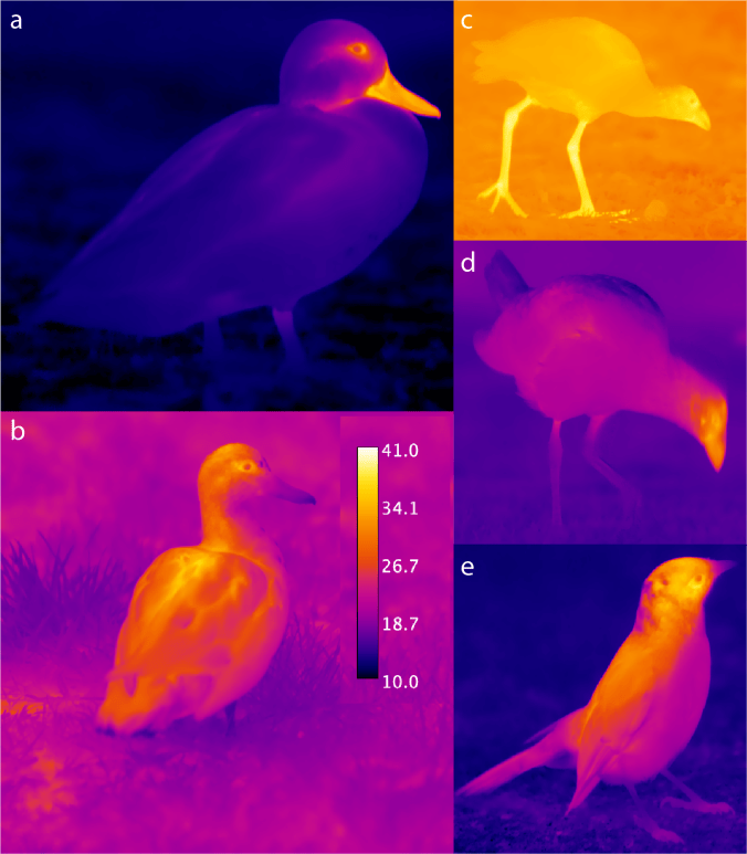 Bird limbs control heat loss better than bills | Tattersall Lab (TEMP)