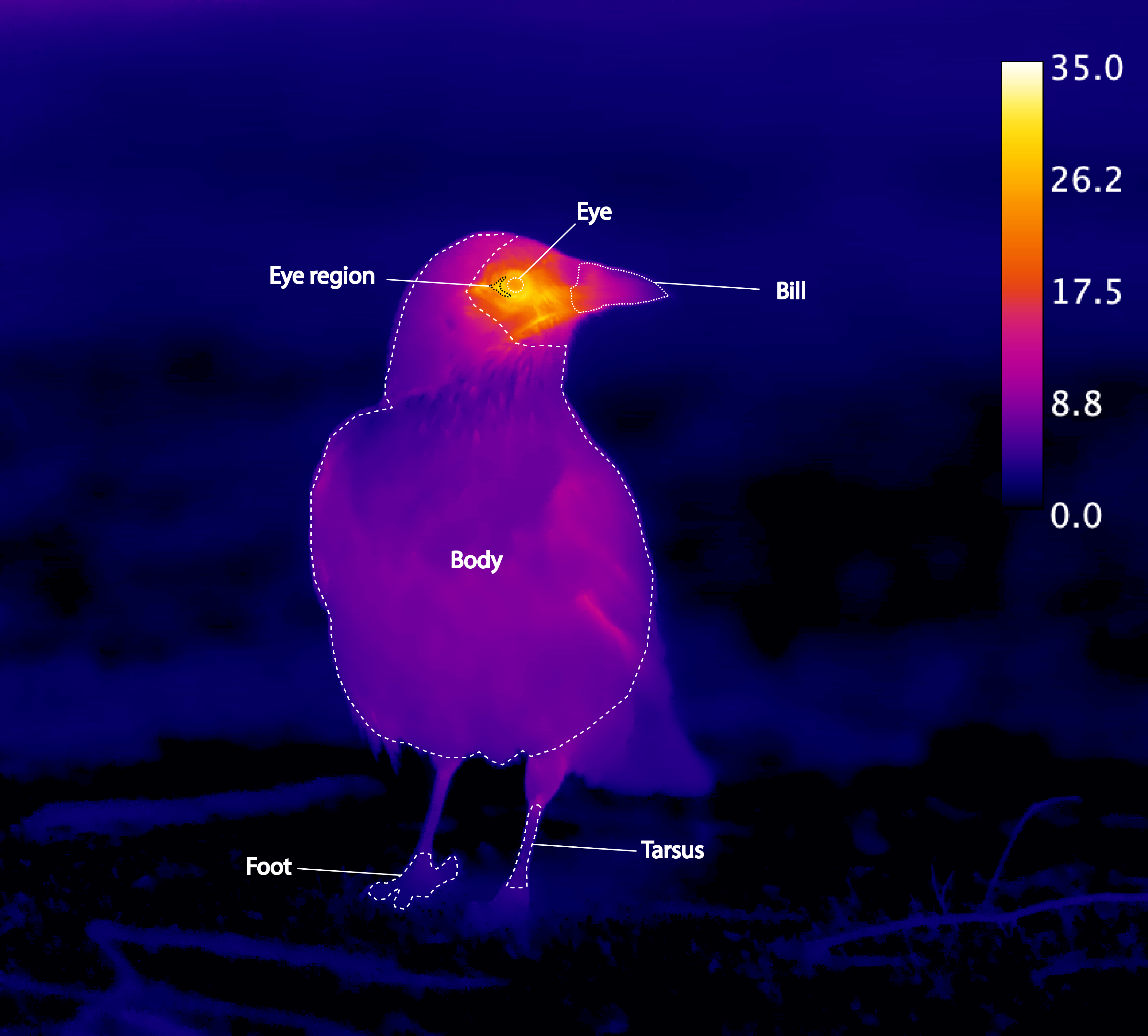Bird limbs control heat loss better than bills | Tattersall Lab (TEMP)